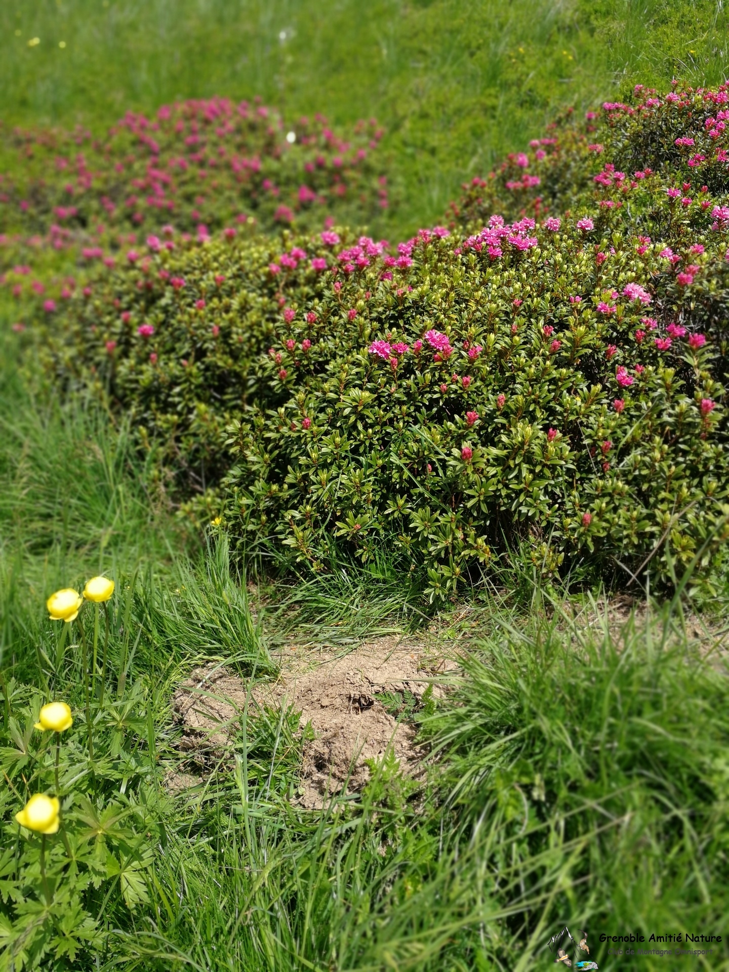 Le Laton Gazonné dans le Beaumont – GAN – Club Montagne Omnisport